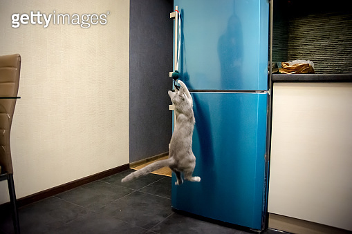 Cat playing jumping on the refrigerator handle to the toy. Breed ...