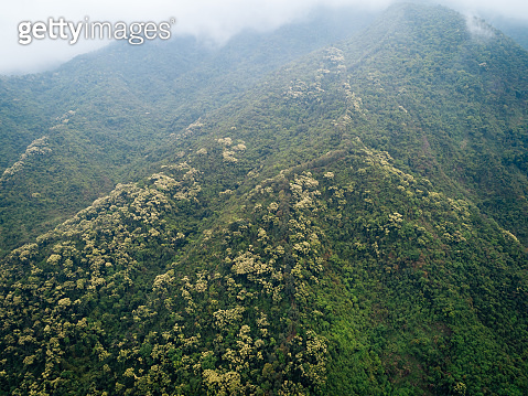 Drone aerial view of green forest with flowering castanopsis fissa ...