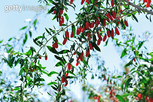 Goji berry fruits and plants in sunshine field 이미지 (1272941089) - 게티이미지뱅크
