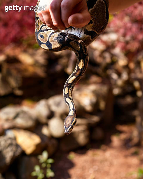 python, Boa Constrictor in the hands of man 이미지 (1221220259) - 게티이미지뱅크