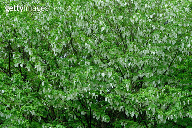 Handkerchief Tree Flower / Dove Tree / Davidia involucrata (1225397353 ...