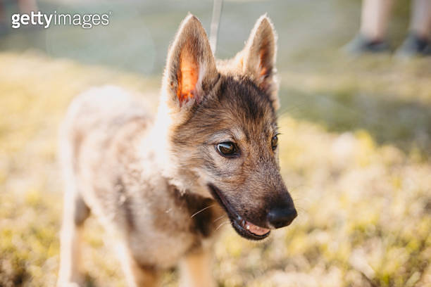 wild wolf puppy tamed by man for a walk. 이미지 (1257476182) - 게티이미지뱅크