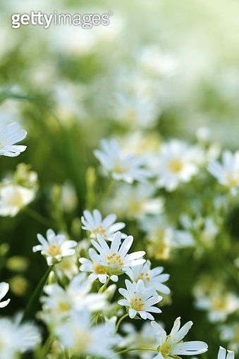 Spring flowers. Field of white flowers close-up. Floral spring light ...