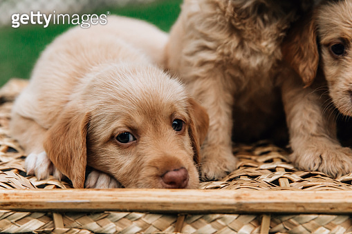 Sad golden labradoodle puppy laying next to the rest of the litter ...