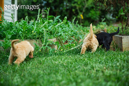 The rear view of three labradoodle puppies running around outside in a ...