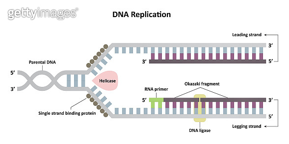 Dna Replication Diagram 1215430448 게티이미지뱅크 2208