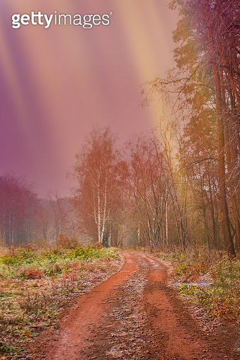 Road in a mysterious fall forest. Dark scary autumn road 이미지 ...
