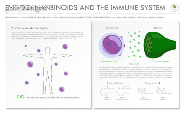 Endocannabinoids and the Immune System horizontal business infographic ...