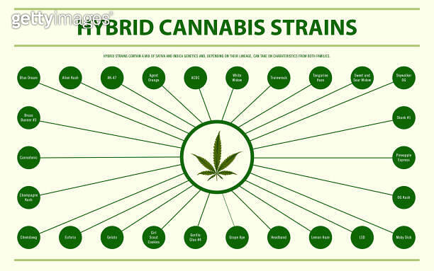 Hybrid Cannabis Strains horizontal infographic 이미지 (1197601246) - 게티이미지뱅크