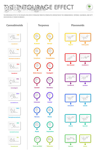 The Entourage Effect with Structural Formulas vertical business ...
