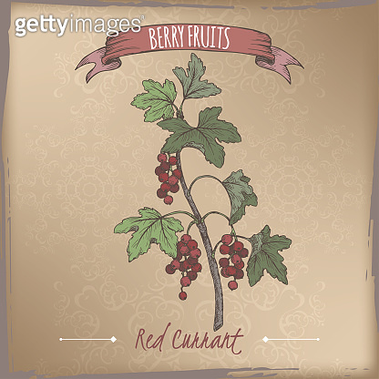 Red currant aka Ribes rubrum branch color sketch on vintage background ...