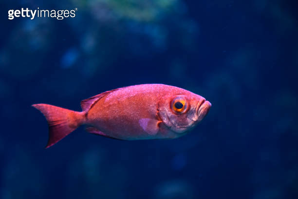 Moontail Bullseye fish swimming over a reef 이미지 (1210295539) - 게티이미지뱅크