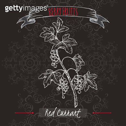 Red currant aka Ribes rubrum branch sketch on black background. Berry ...