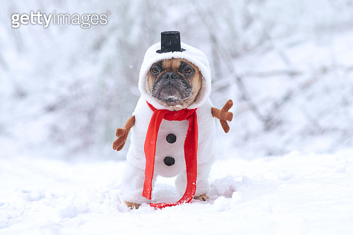 French Bulldog dog dressed up as snowman with funny full body suit ...