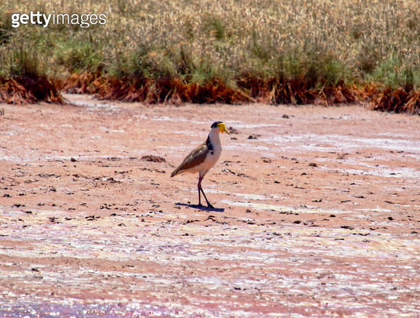 Australian wildlife wetlands masked lapwing plover bird 이미지 (1287137195 ...