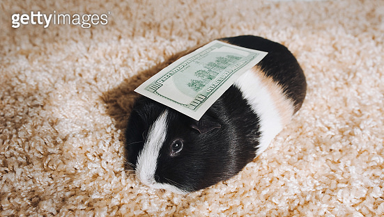 Guinea pig and wealth. Millionaire animal. Good deal. Heavy taxes in ...