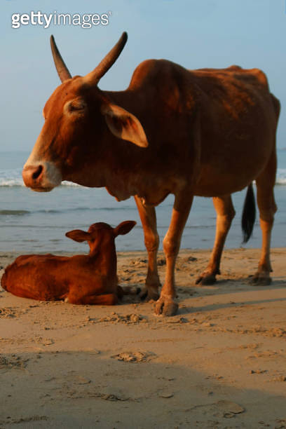 Image of brown Indian sacred cow stood with lying down calf on beach ...