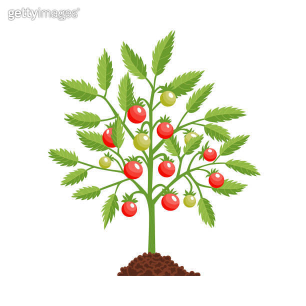 Tomato growth stage plant. Red tomato. Fruiting stage. Ripening period ...