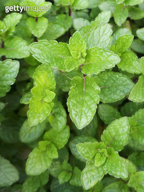 Full frame image of invasive apple mint (Mentha suaveolens) shoots and ...
