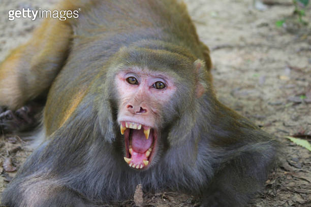Image of angry male macaque (Macaca mulatta) monkey, crouching low on ...