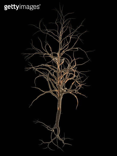 leafless tree with branches, twigs and exposed roots 이미지 (1263897034 ...