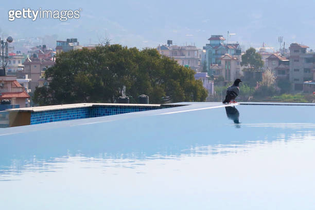 Image of pigeon sat on edge of rooftop infinity pool, swimming pool ...