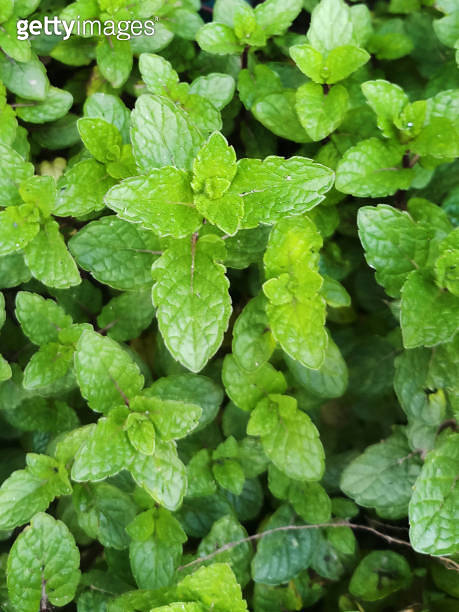 Full frame image of invasive apple mint (Mentha suaveolens) shoots and ...
