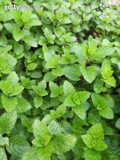 Full frame image of invasive apple mint (Mentha suaveolens) shoots and ...