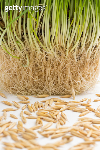 Roots of sprouted oats and oat grains. Seed Germination at home ...
