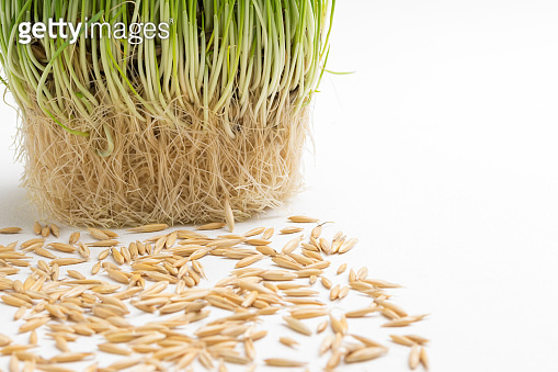 Roots of sprouted oats and oat grains. Seed Germination at home. 이미지 ...
