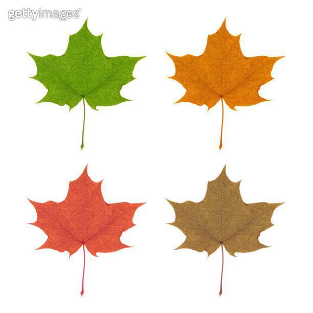 Four stages of autumn maple leaf color change cut out 이미지 (1283718810 ...