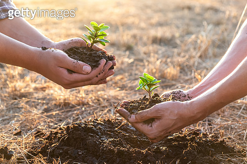 Hand of people helping plant the seedlings tree to preserve natural ...