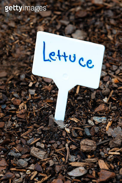 Lettuce Sign in Garden 이미지 (1251017438) - 게티이미지뱅크