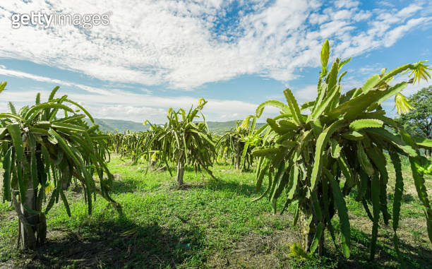 Dragon fruit on plant, Raw Pitaya fruit on tree, A pitaya or pitahaya ...