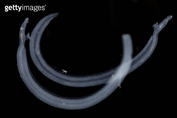 Schistosoma is a genus of trematodes, commonly known as blood flukes ...