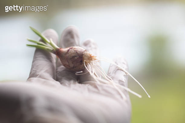 Seeding onion roots to study mitosis cells in Laboratory. 이미지 ...