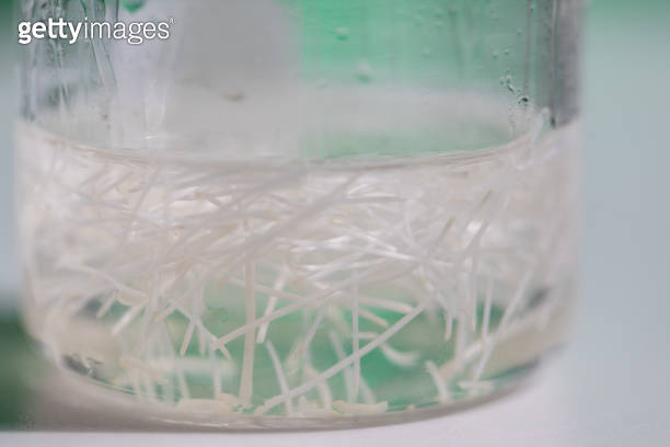 Seeding onion roots to study mitosis cells in Laboratory. 이미지 ...