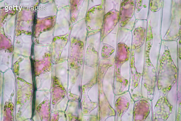 Cell structure Hydrilla, view of the leaf surface showing plant cells ...