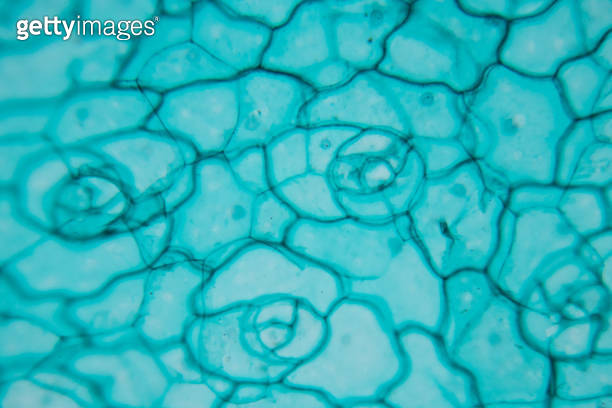 Close up Plant epidermis with stomata or Leaf Epidermis (Stomata) under ...