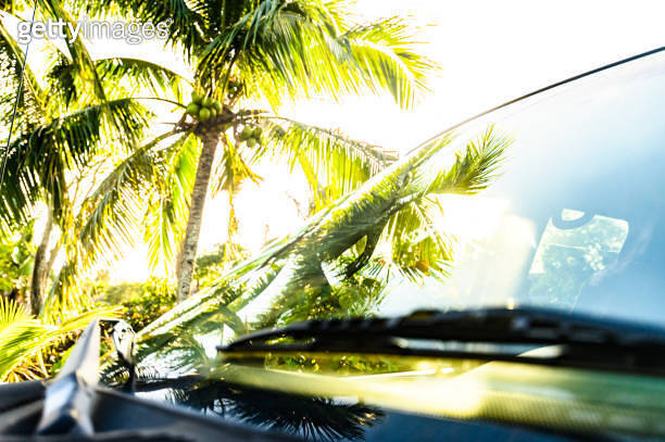 Front car windshield and palm trees a vehicle close up in a tropical ...