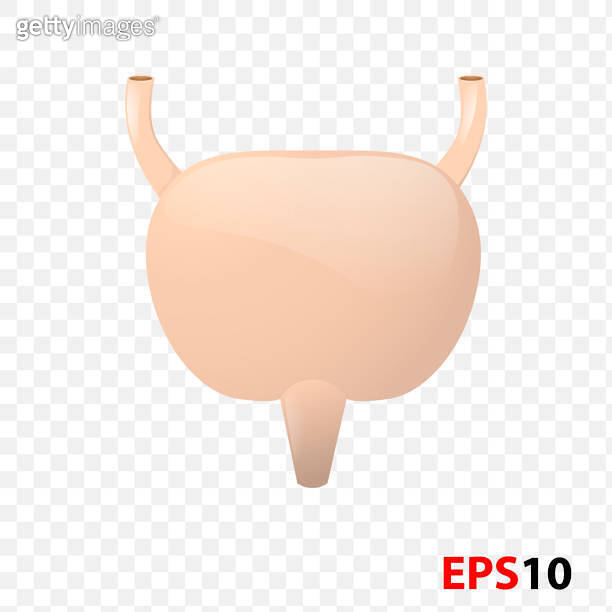 Bladder realistic human organ (1209981756) 일러스트, 무료 일러스트, 아이콘, 무료 아이콘 ...