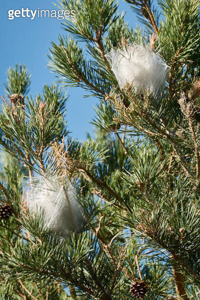 Silk nests of the processionary caterpillar in the pines of the Sierra ...