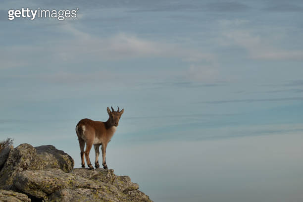 A herd of mountain goats and mouflon in the Loma de Bailanderos in the ...