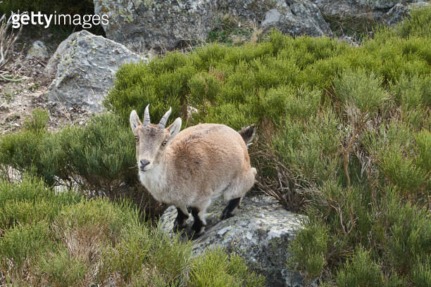 A herd of mountain goats and mouflon in the Loma de Bailanderos in the ...