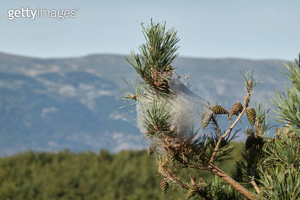 Silk nests of the processionary caterpillar in the pines of the Sierra ...