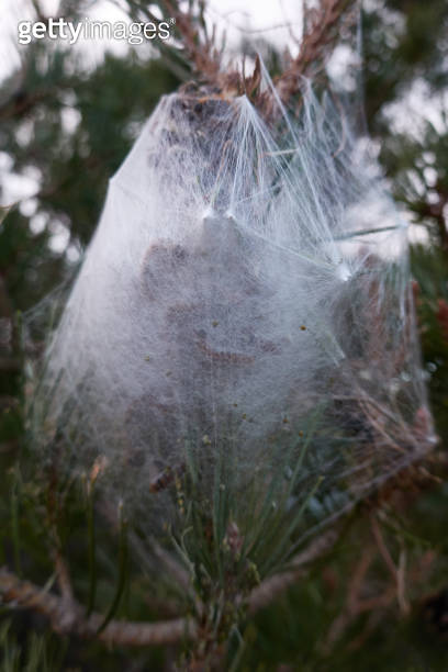Silk nests of the processionary caterpillar in the pines of the Sierra ...