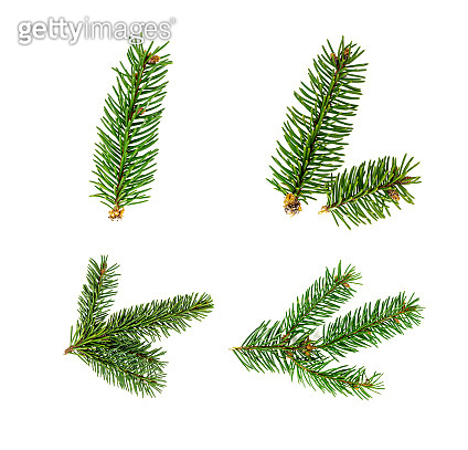 Top view of green fir tree spruce branch with needles set isolated on white background 이미지 ...