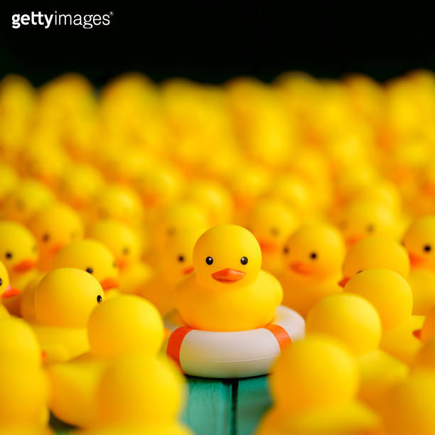 One yellow rubber duck on a safety inflatable life ring facing the ...