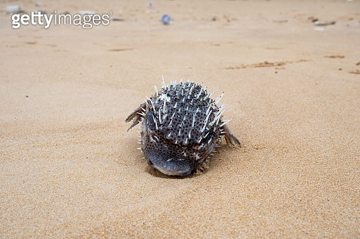 Puffer fish with inflated thorn aground dead on the beach (1287639688 ...