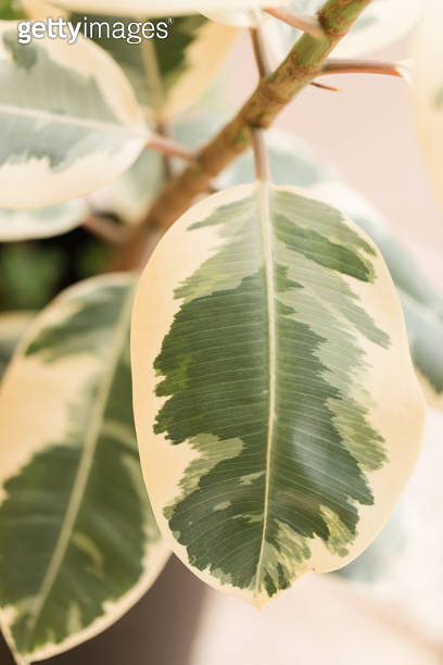 Variegated Rubber Plant 'Variegata' Ficus Elastica 이미지 (1217930002 ...